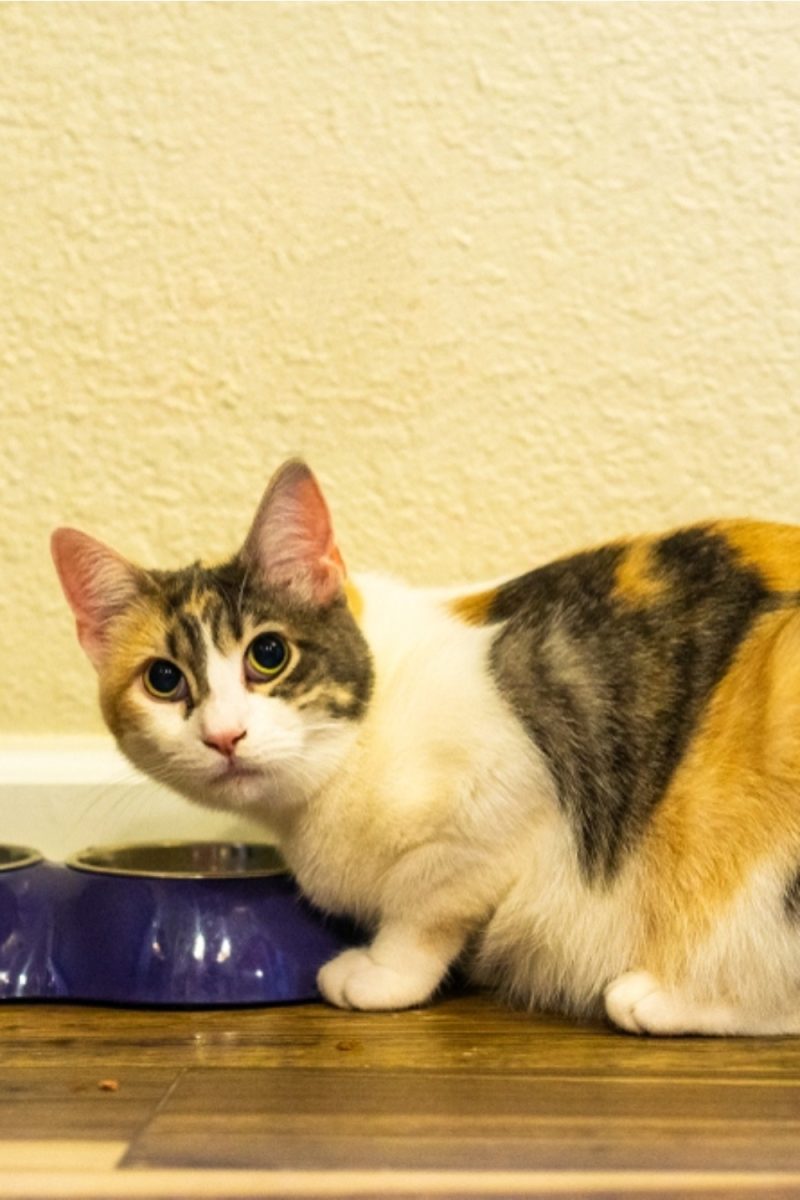 How Long Do Calico Cats Live, With 5 Important Factors