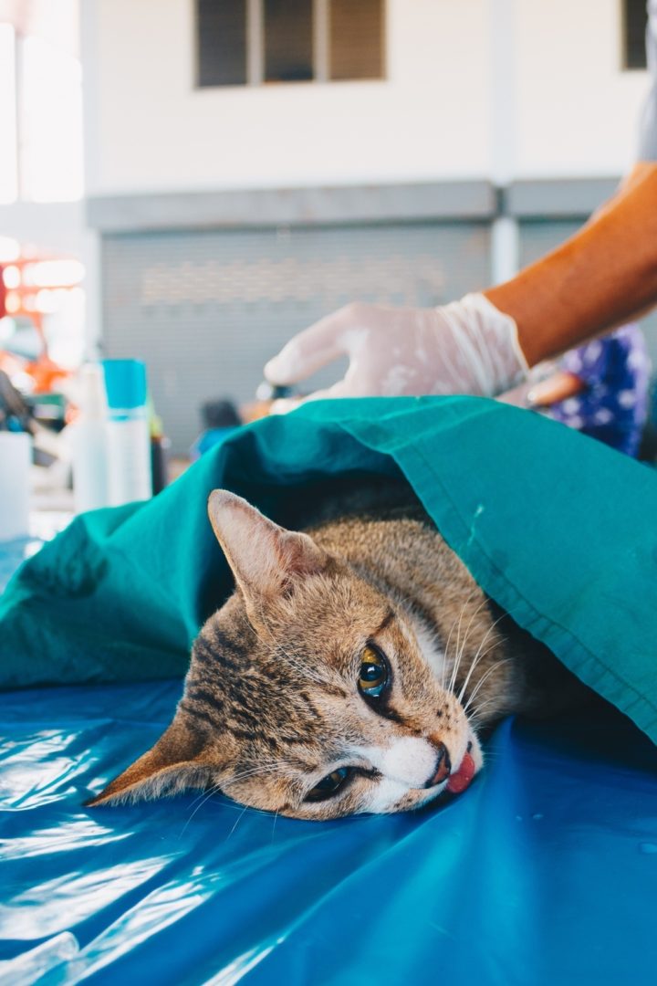 Tomcat Vs Neutered Cat: How Are They Different?