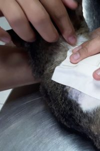 Why Are There Maggots In Cat Poop And How To Help