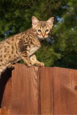 Savannah Cat Vs Serval: How Similar Are These Two Breeds?