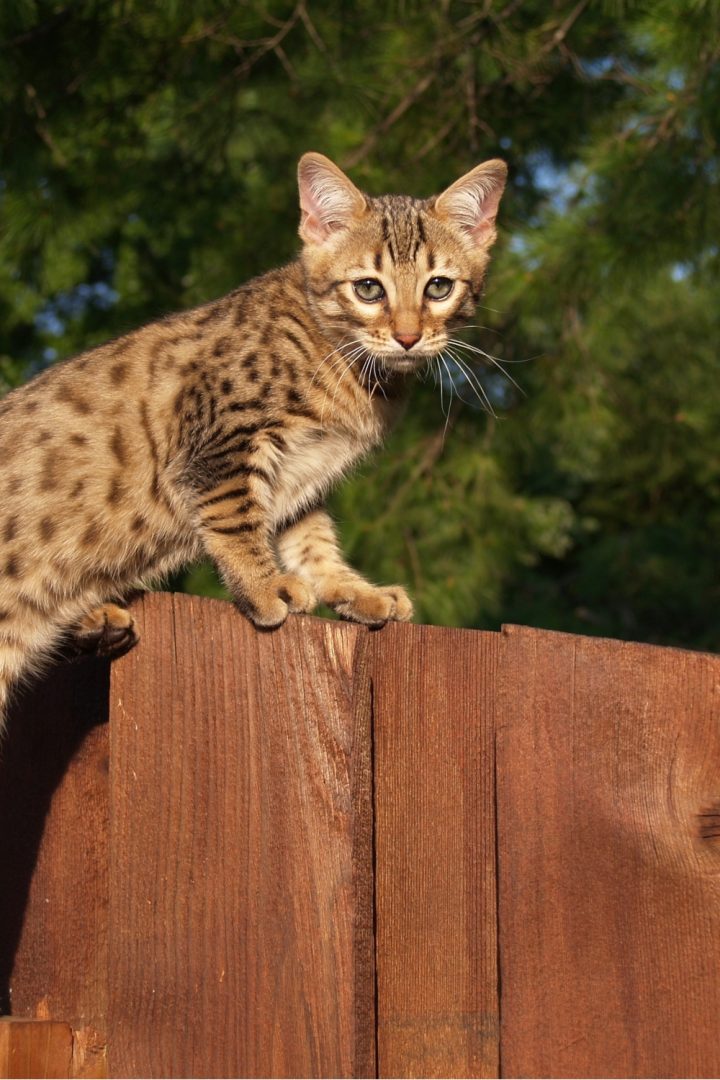 Savannah Cat Vs Serval: How Similar Are These Two Breeds?