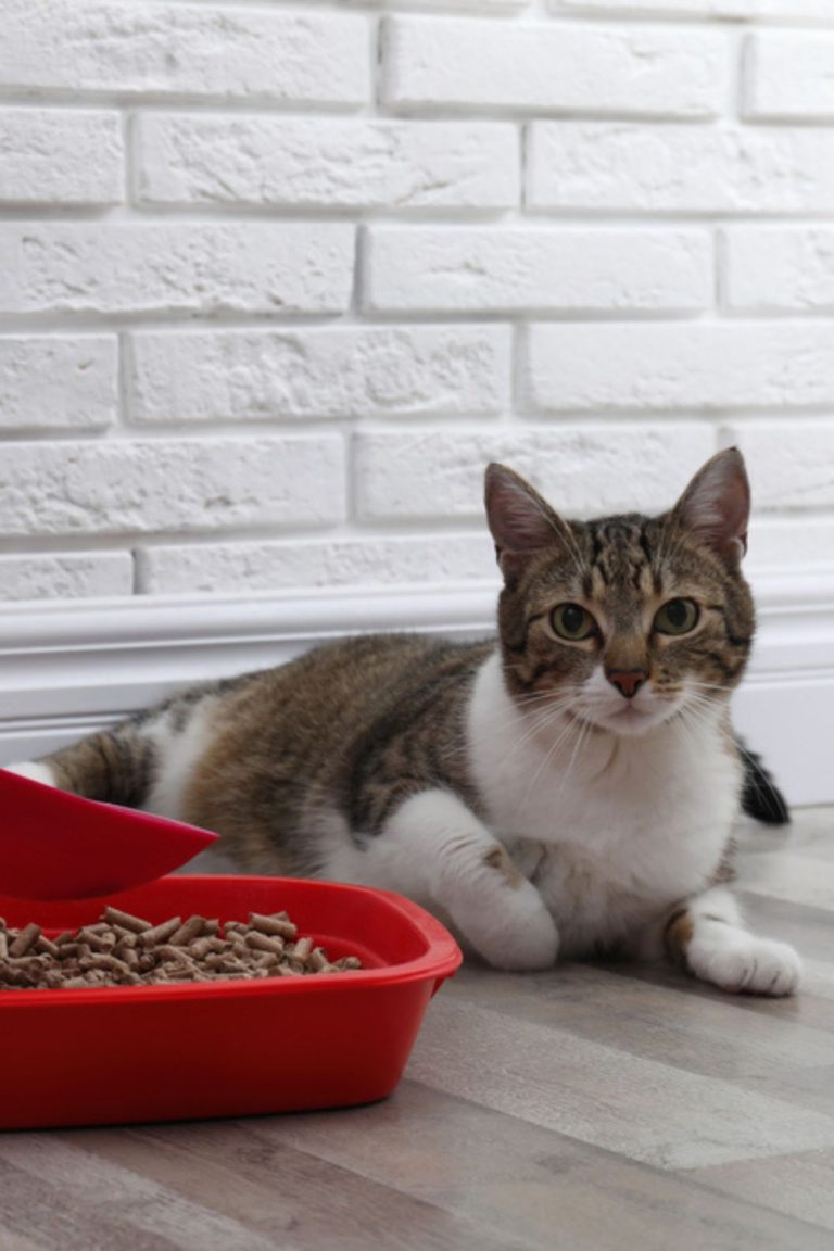 Why Are There Maggots In Cat Poop And How To Help
