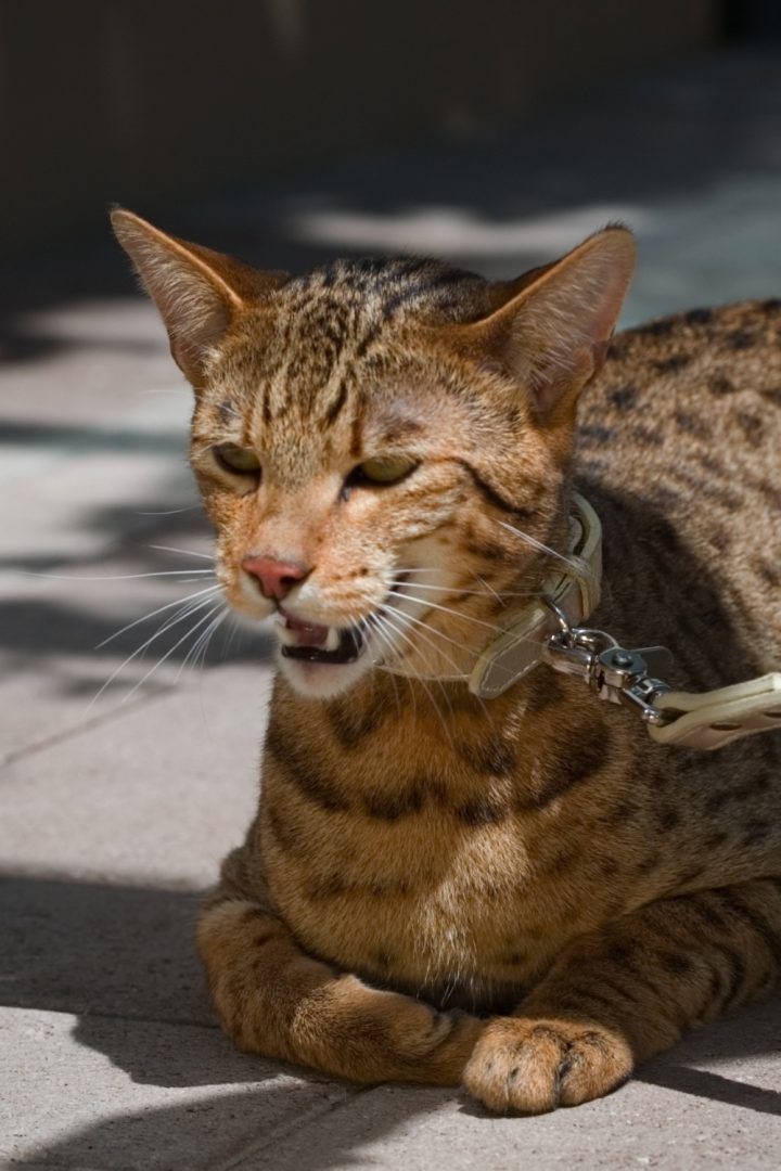 Savannah Cat Vs Serval: How Similar Are These Two Breeds?