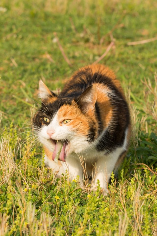 5 Reasons Why Is Your Cat Throwing Up Green Liquid