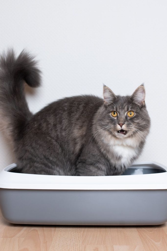 7 Reasons For A Foamy Cat Urine And Tips On How To Help