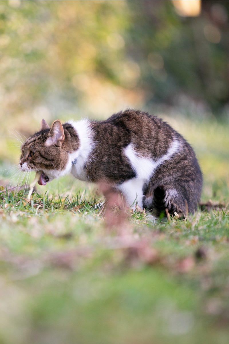 5 Reasons Why Is Your Cat Throwing Up Green Liquid
