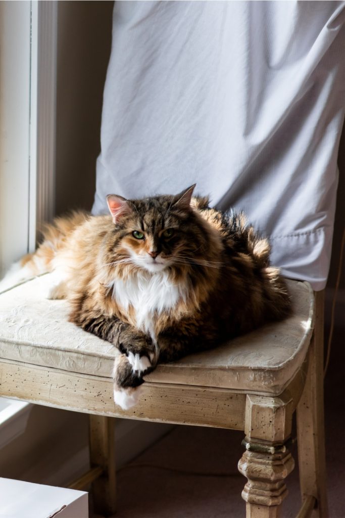 9 Reasons Why Do Cats Cross Their Paws