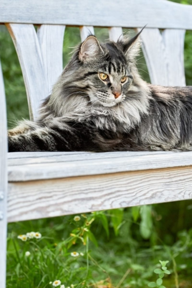 Maine Coon Vs Normal Cat: How Are They Different?