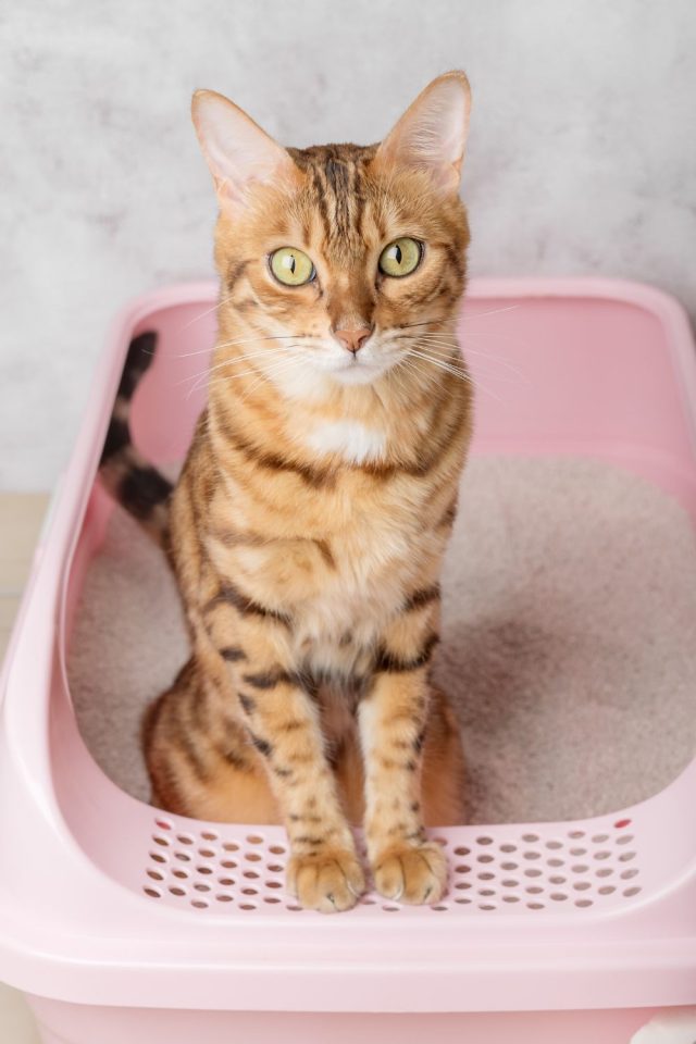 7 Reasons For A Foamy Cat Urine And Tips On How To Help
