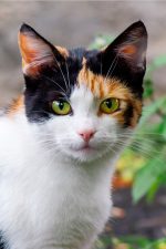 How Long Do Calico Cats Live, With 5 Important Factors