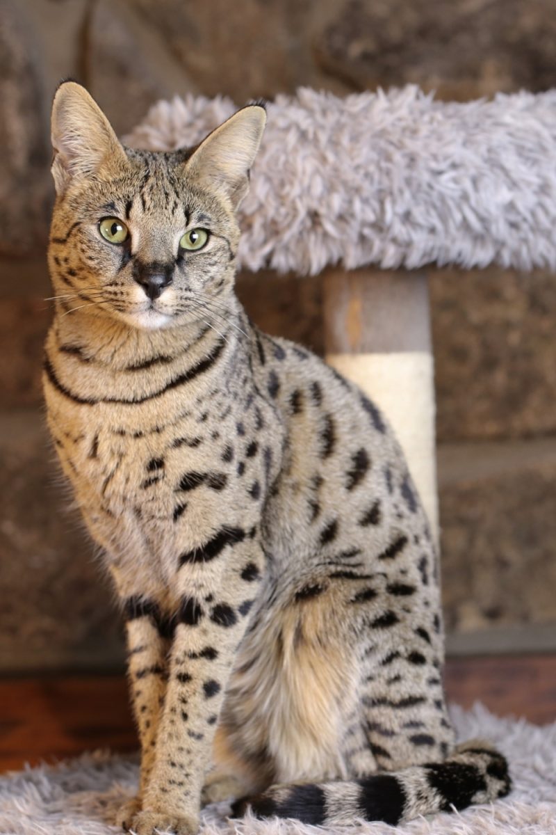 Savannah Cat Vs Serval: How Similar Are These Two Breeds?