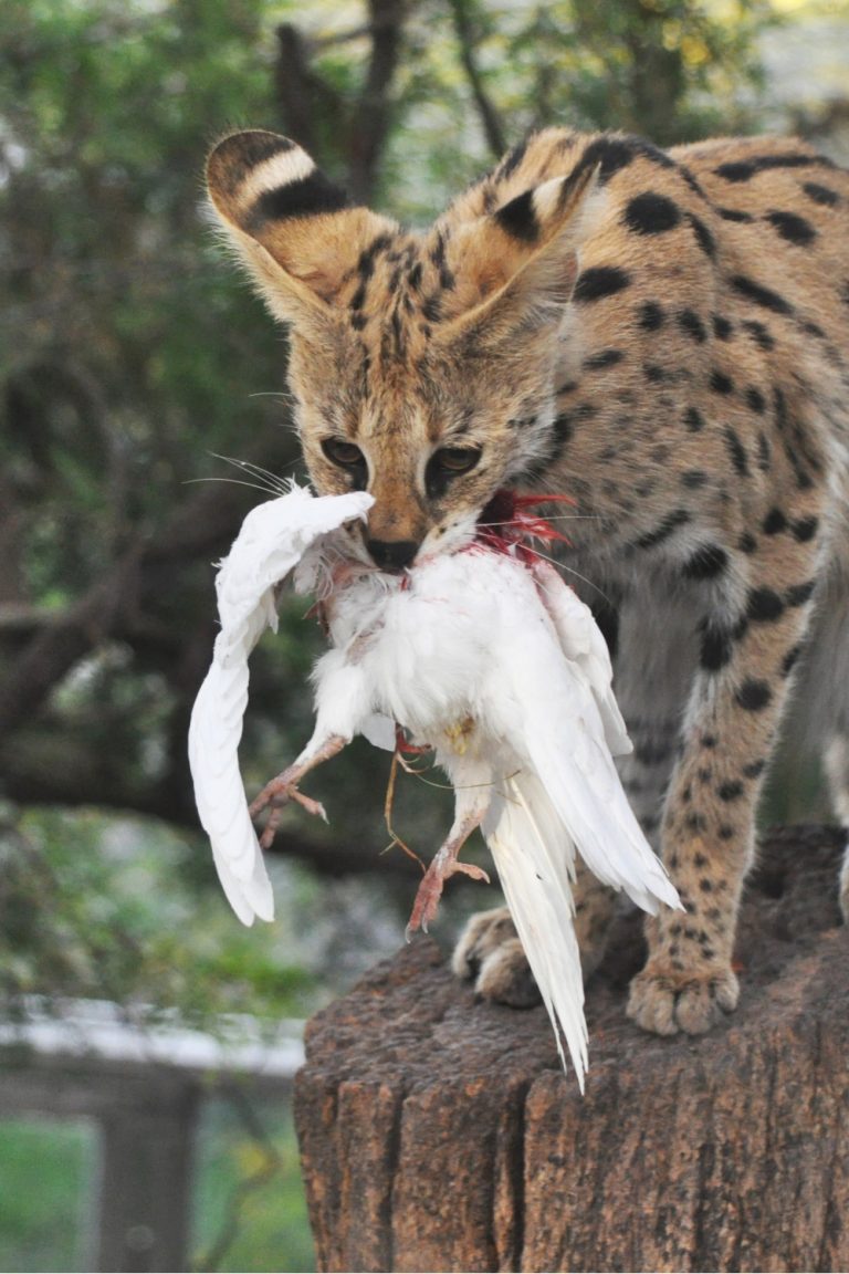 Savannah Cat Vs Serval: How Similar Are These Two Breeds?