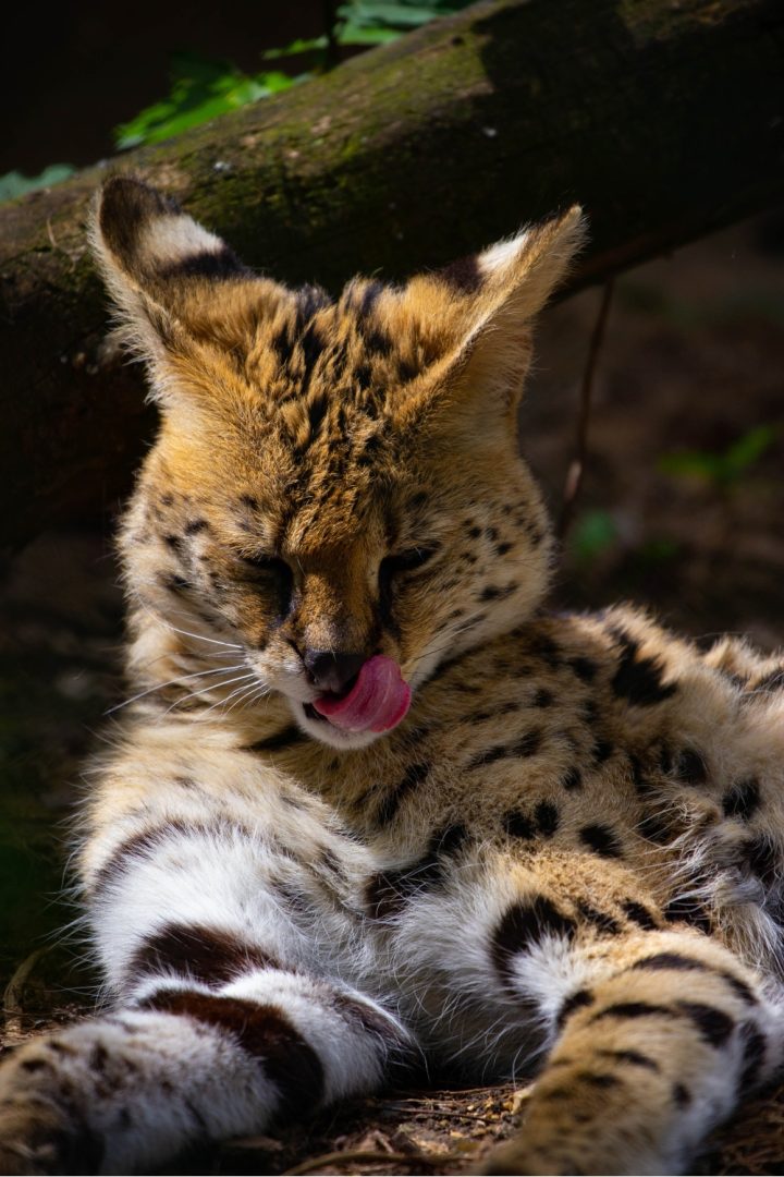 Savannah Cat Vs Serval: How Similar Are These Two Breeds?