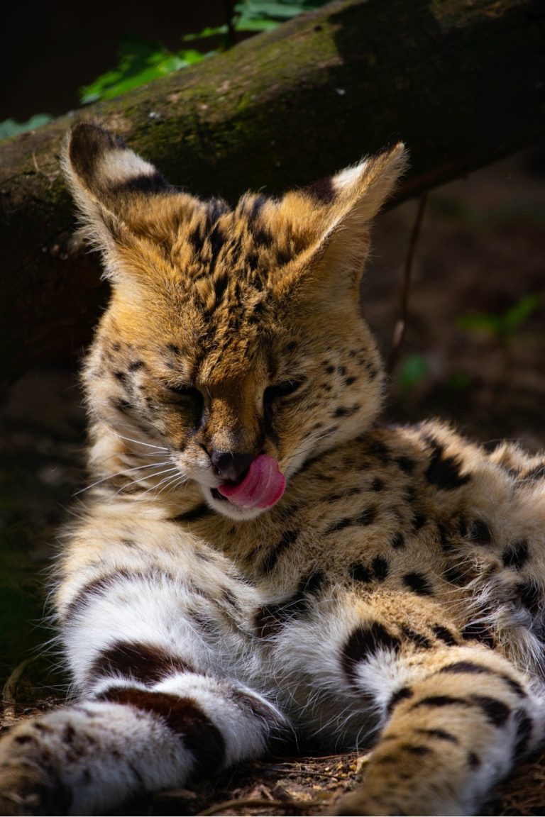 Savannah Cat Vs Serval: How Similar Are These Two Breeds?