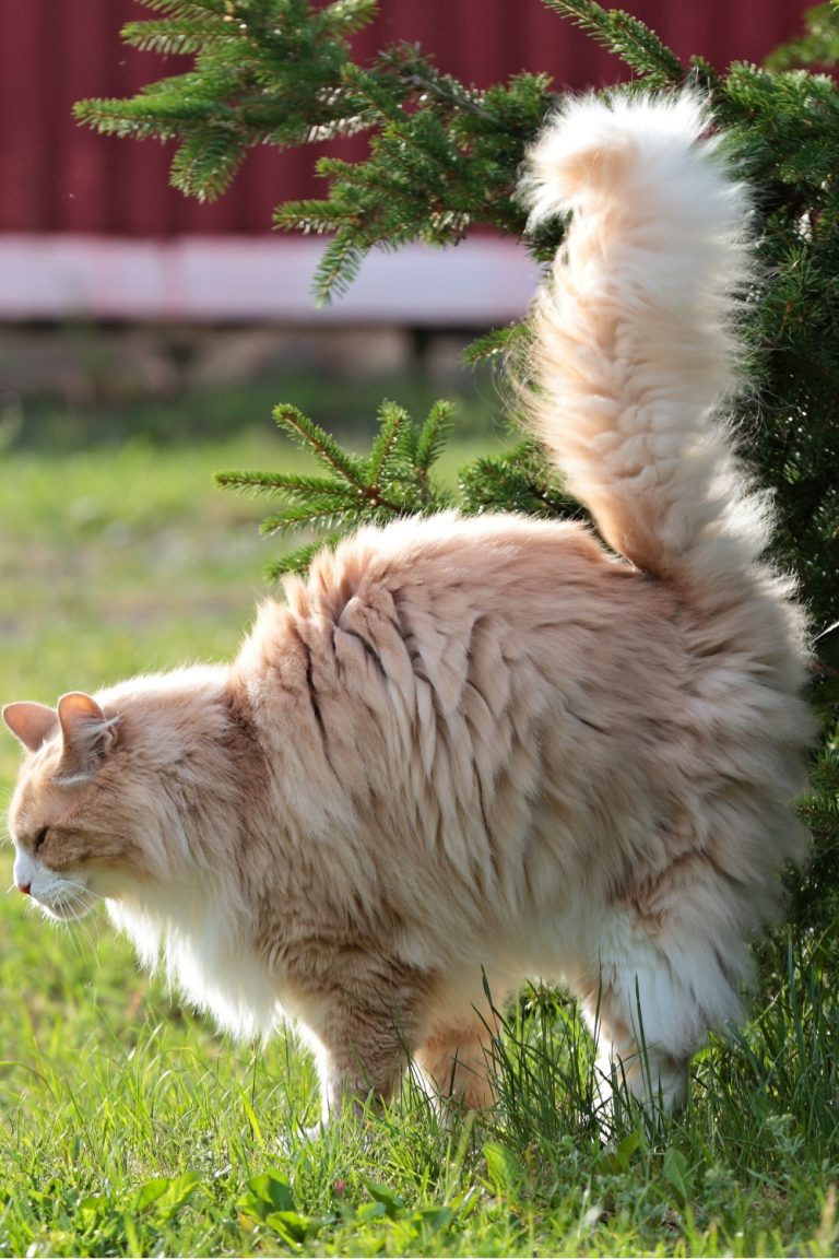 Tomcat Vs Neutered Cat: How Are They Different?