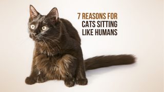 7 Reasons For Cats Sitting Like Humans