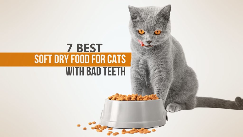 Best Cat Food: Vet-Reviewed Guides & Honest Reviews