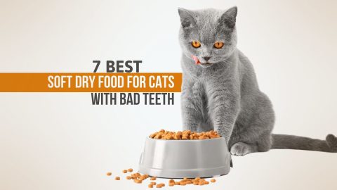 7 Best Soft Dry Food For Cats With Bad Teeth