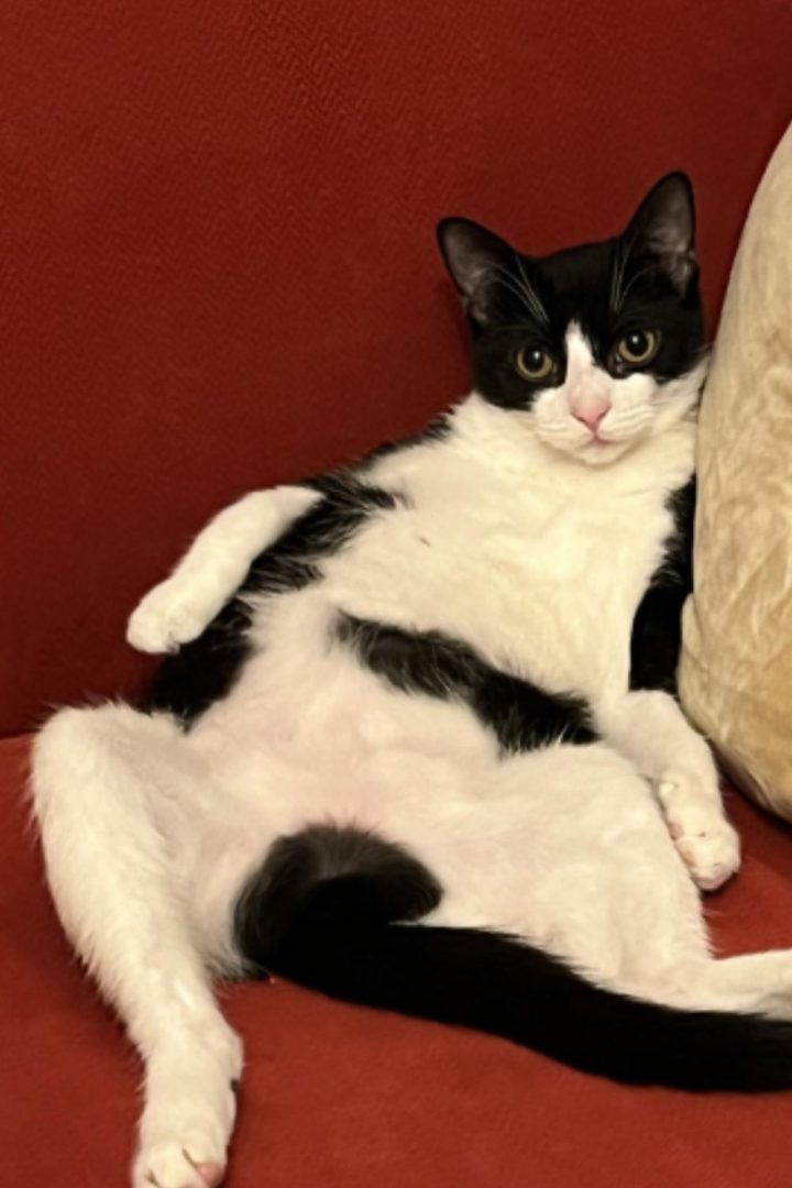 7 Reasons For Cats Sitting Like Humans