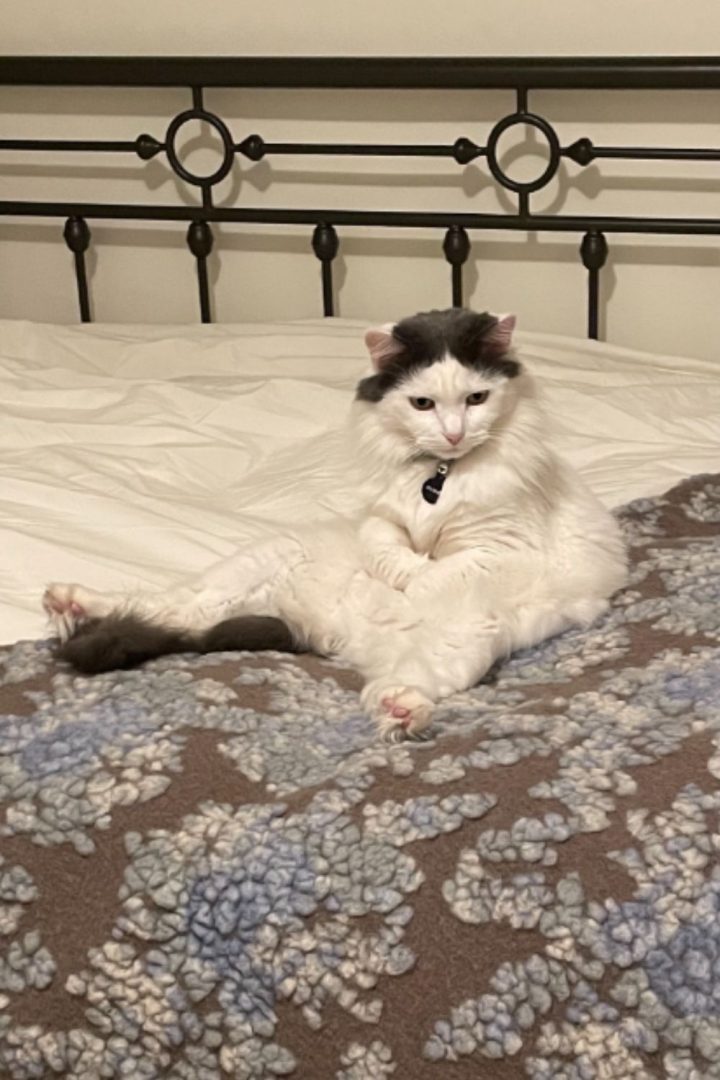 7 Reasons For Cats Sitting Like Humans