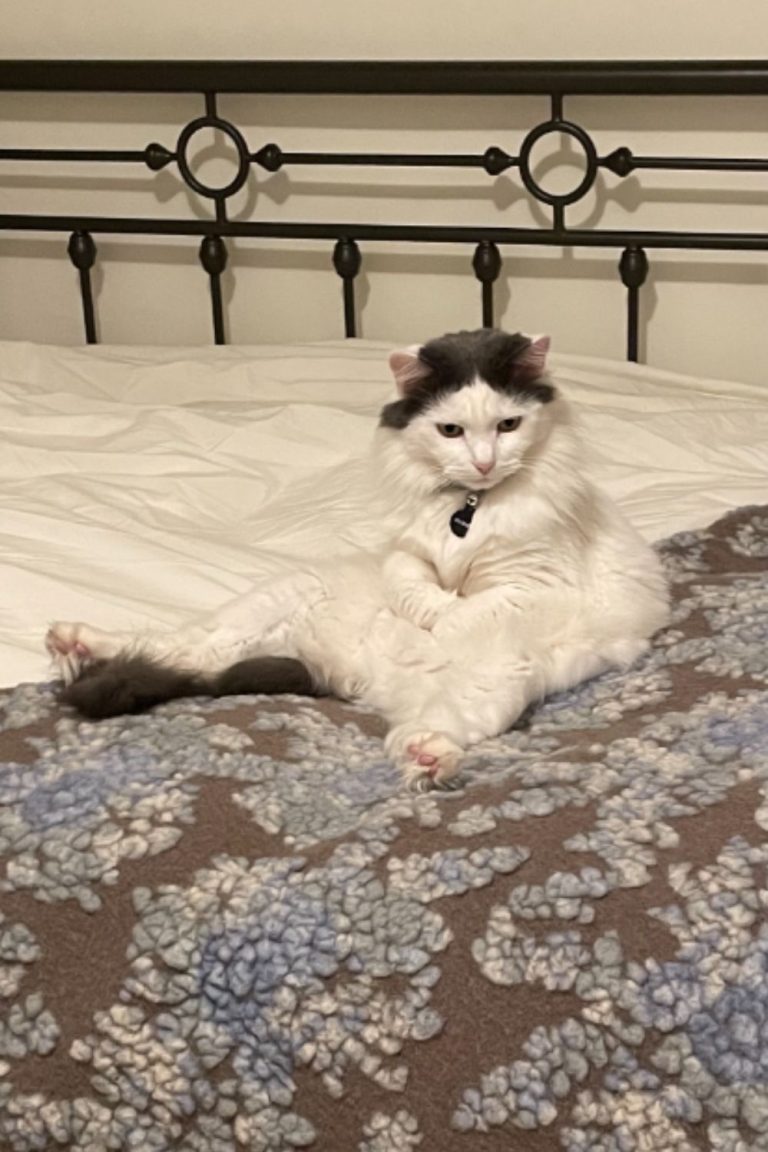 7 Reasons For Cats Sitting Like Humans