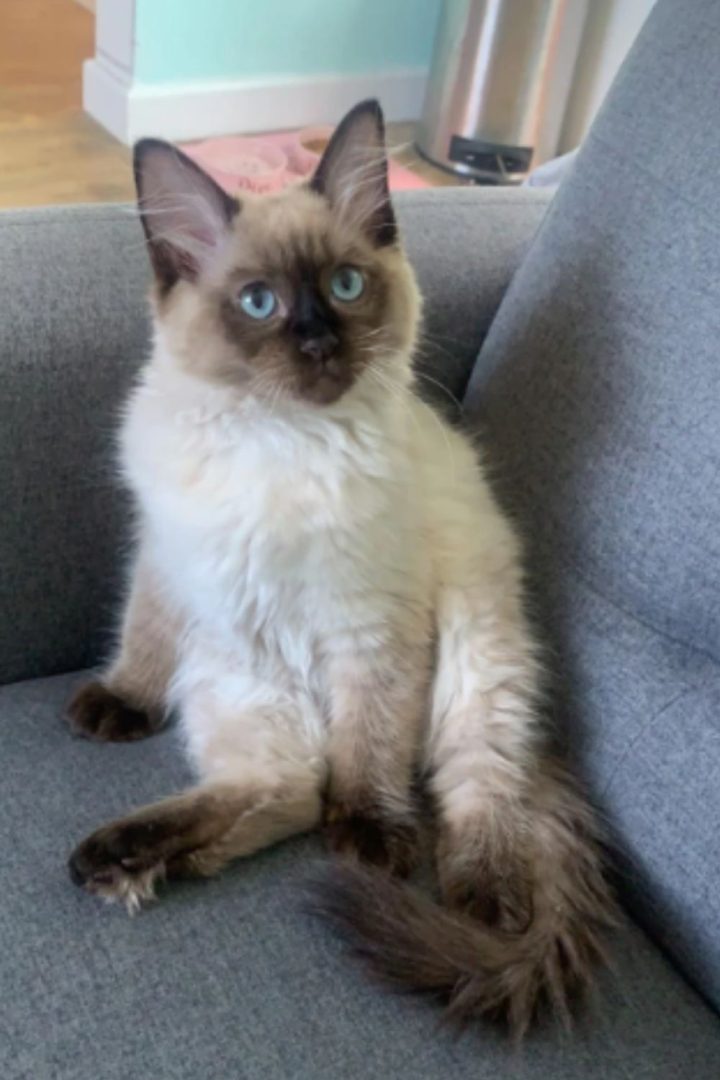 7 Reasons For Cats Sitting Like Humans