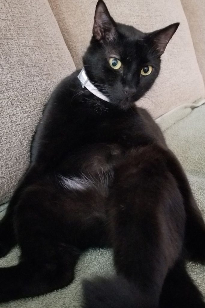 7 Reasons For Cats Sitting Like Humans