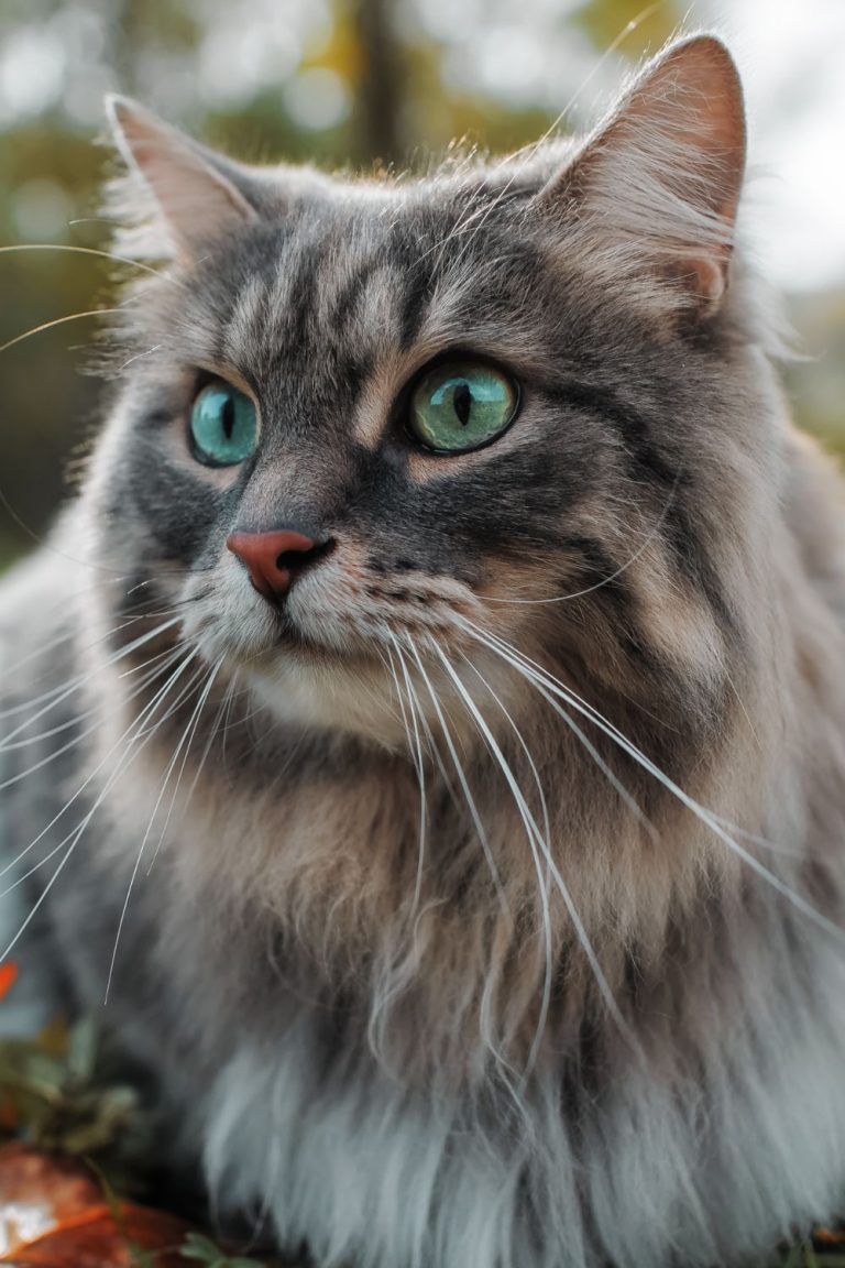 5 Reasons Why You’re Not Supposed To Trim Cat Whiskers