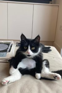 7 Reasons For Cats Sitting Like Humans