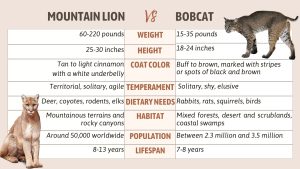 Similarities And Differences Between Mountain Lion And Bobcat