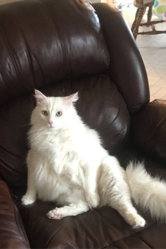 7 Reasons For Cats Sitting Like Humans