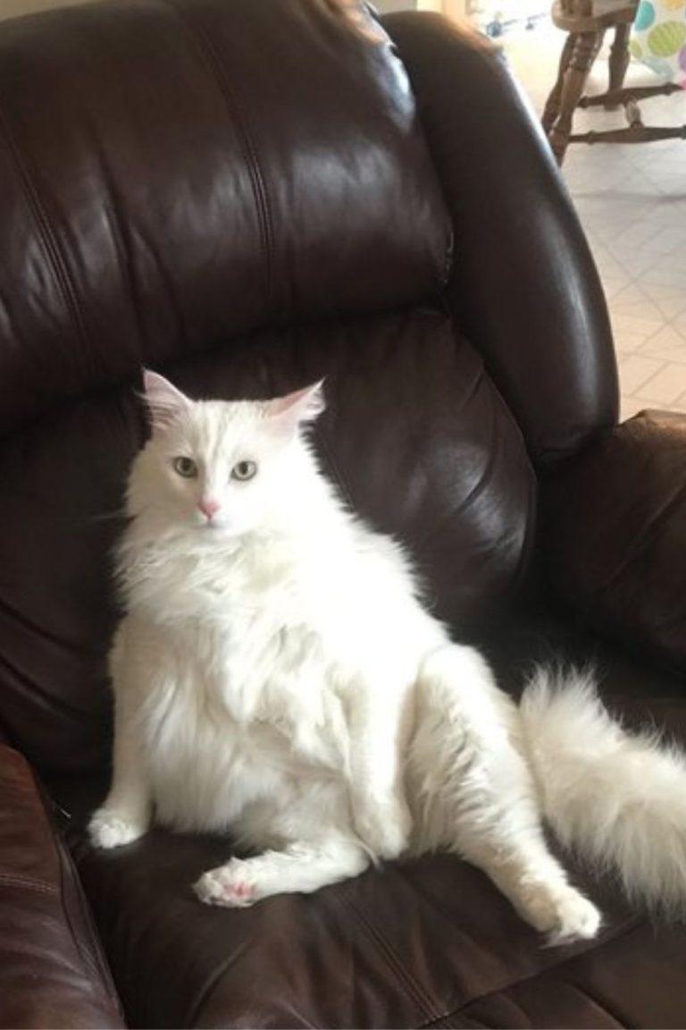 7 Reasons For Cats Sitting Like Humans