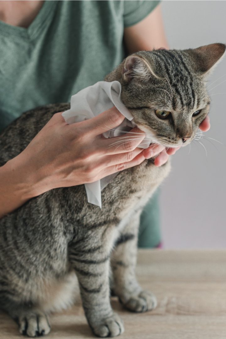 9 Ways To Make Your Cat Smell Better
