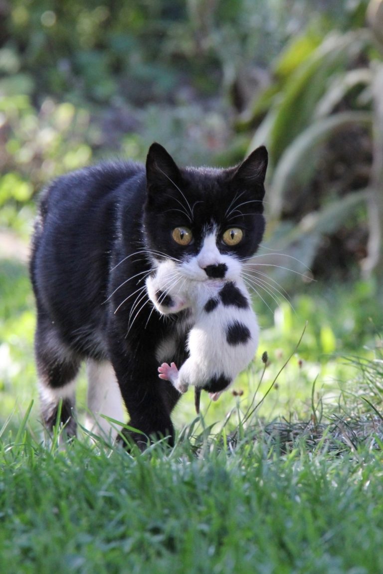 9 Reasons Why Do Cats Move Their Kittens
