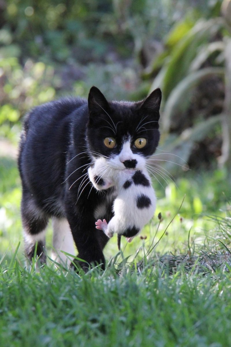 9 Reasons Why Do Cats Move Their Kittens