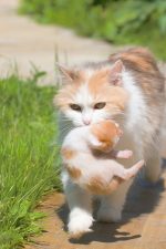 9 Reasons Why Do Cats Move Their Kittens