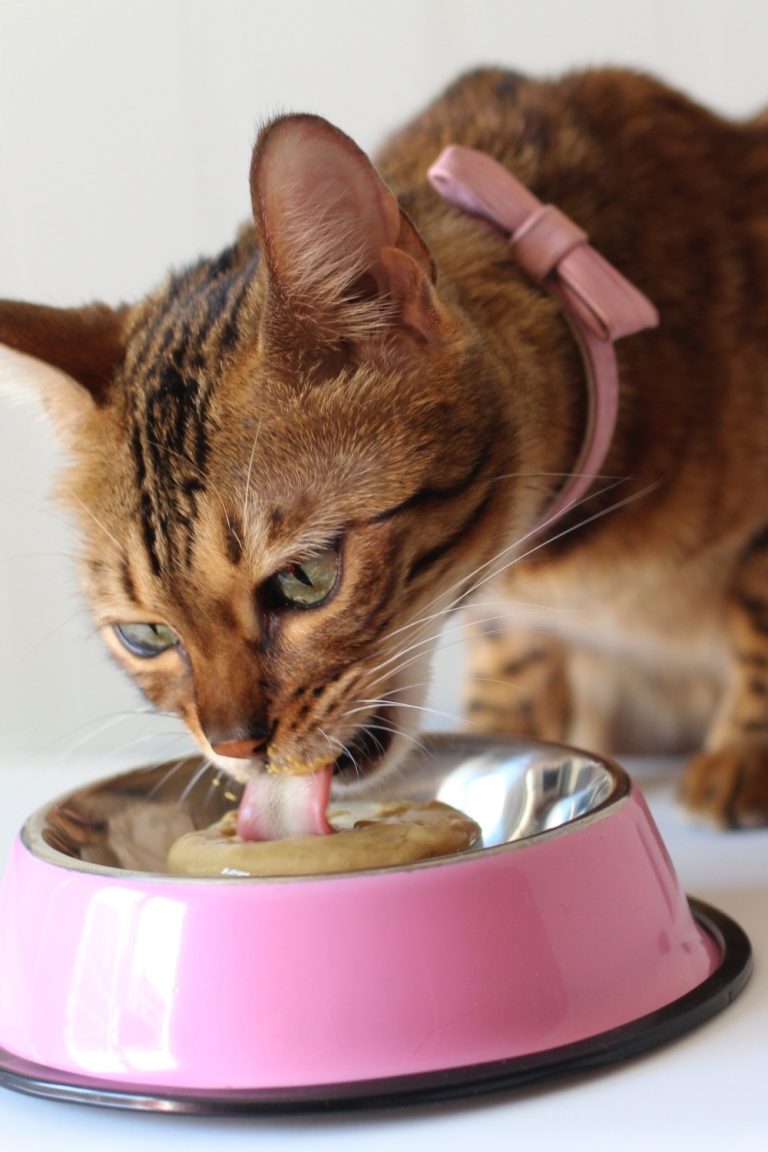 A Guide To The Fascinating Savannah Bengal Mix Cat