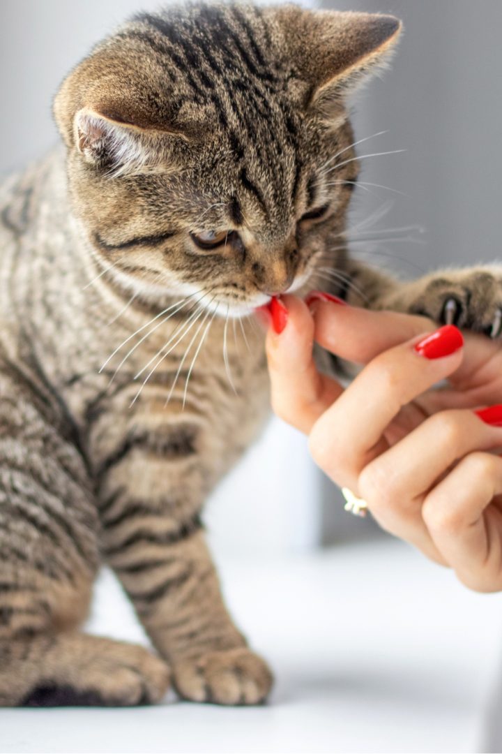 7 Interesting Tabby Cat Personality Traits