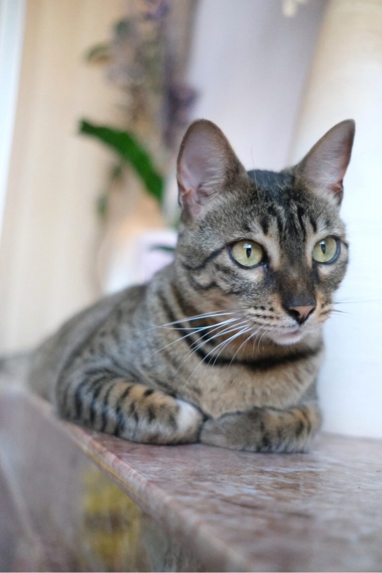 A Guide To The Fascinating Savannah Bengal Mix Cat