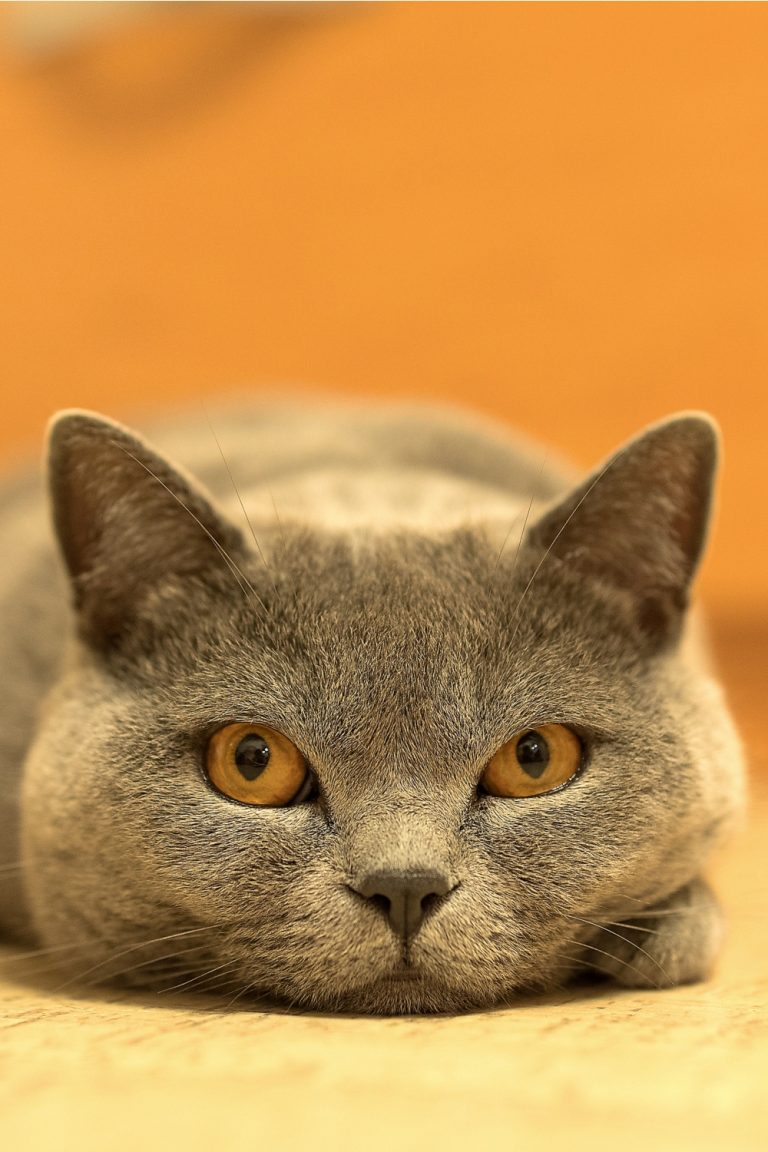 5 Cat Pupils Meaning As Indicators Of Their Mood And Health