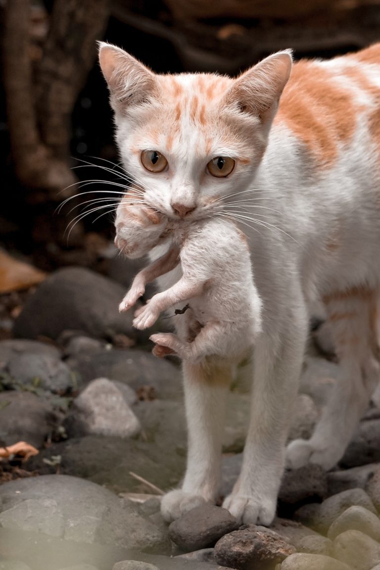 9 Reasons Why Do Cats Move Their Kittens