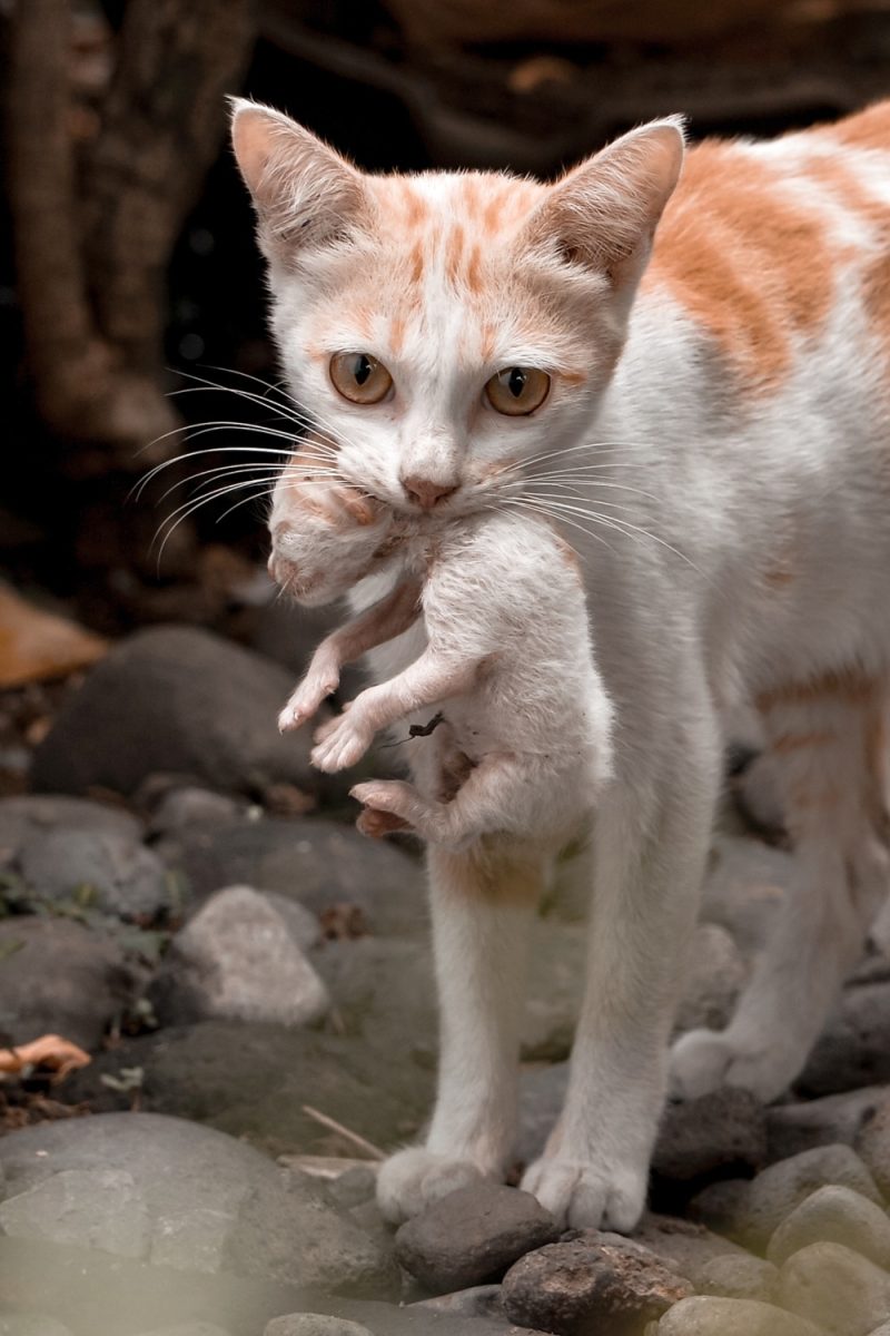 9 Reasons Why Do Cats Move Their Kittens
