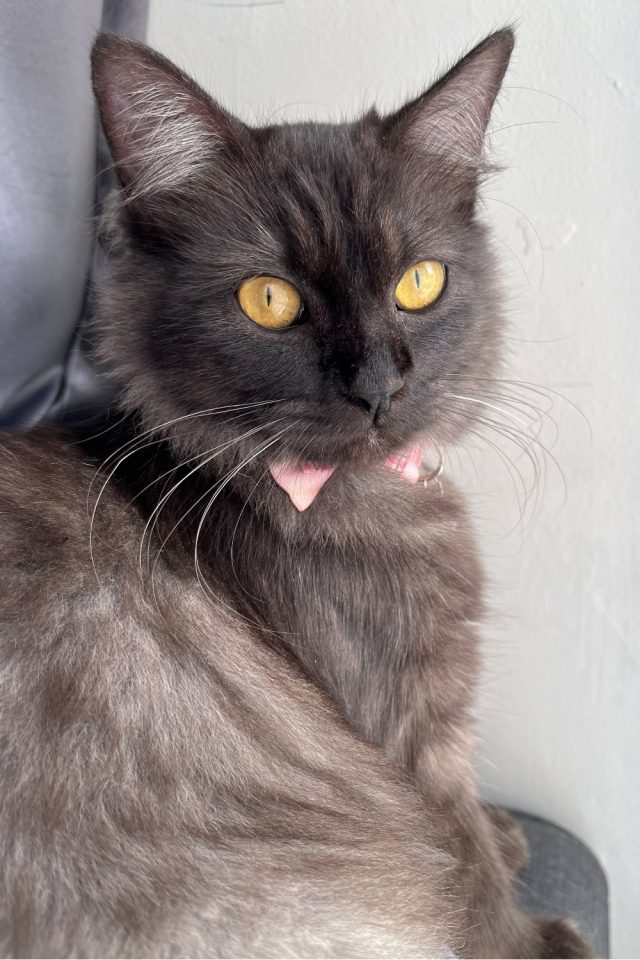 5 Cat Pupils Meaning As Indicators Of Their Mood And Health