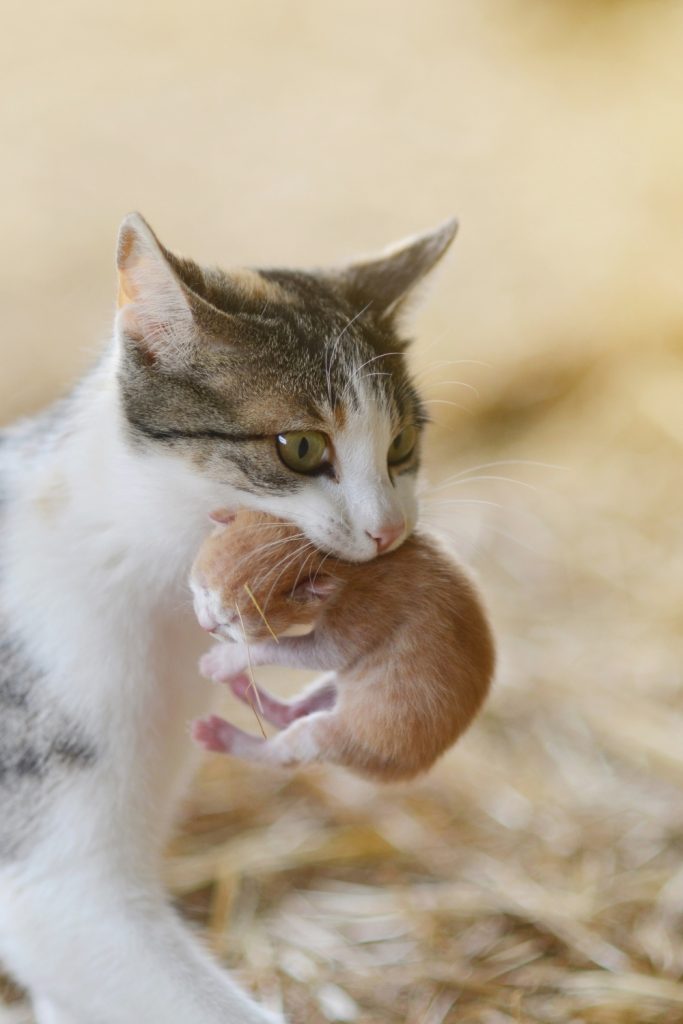 9 Reasons Why Do Cats Move Their Kittens