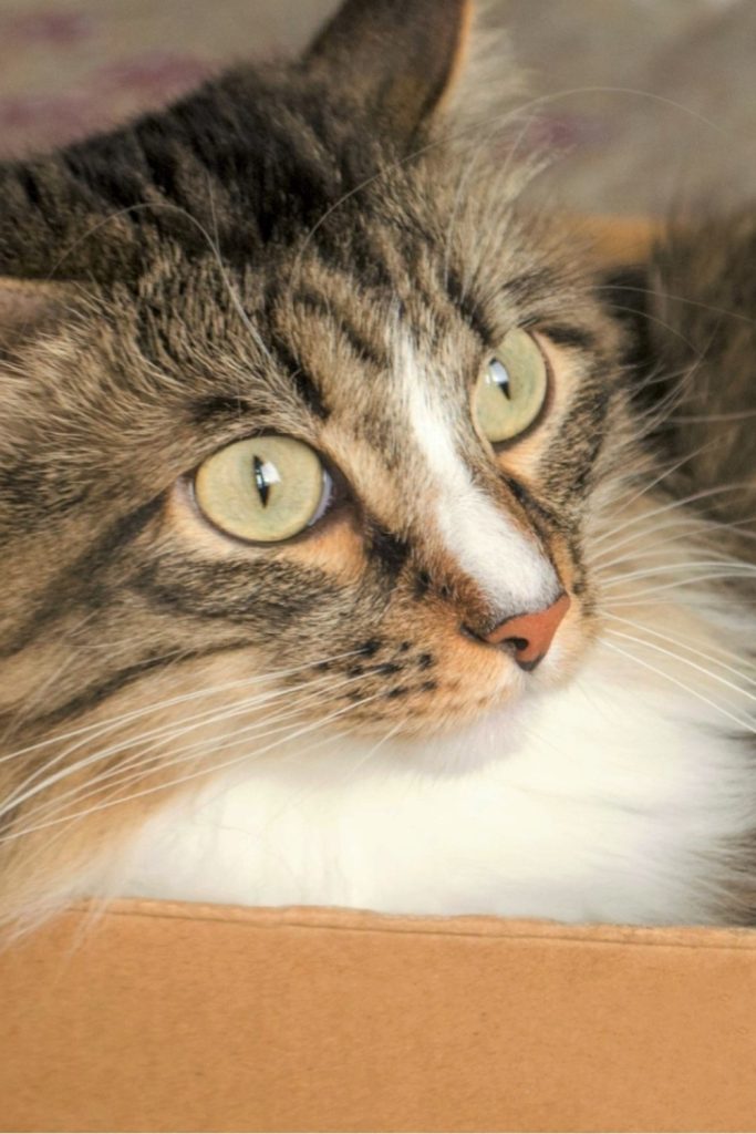 5 Cat Pupils Meaning As Indicators Of Their Mood And Health