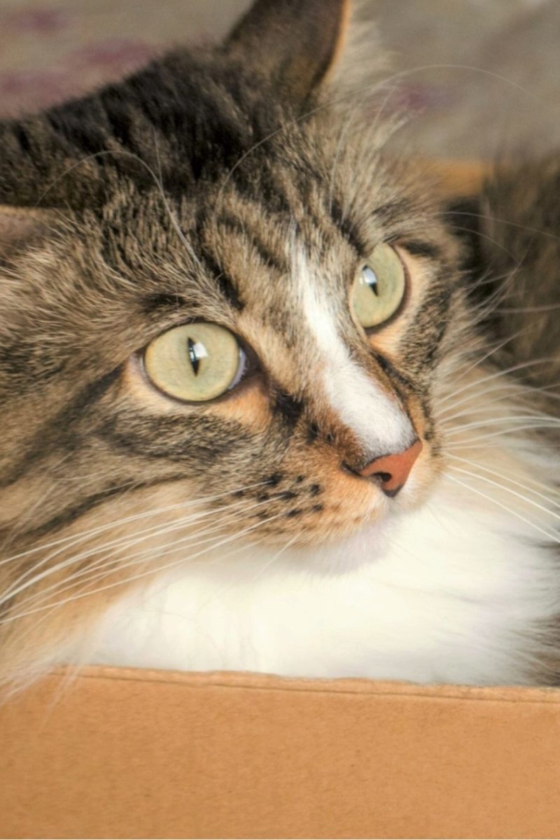 5 Cat Pupils Meaning As Indicators Of Their Mood And Health