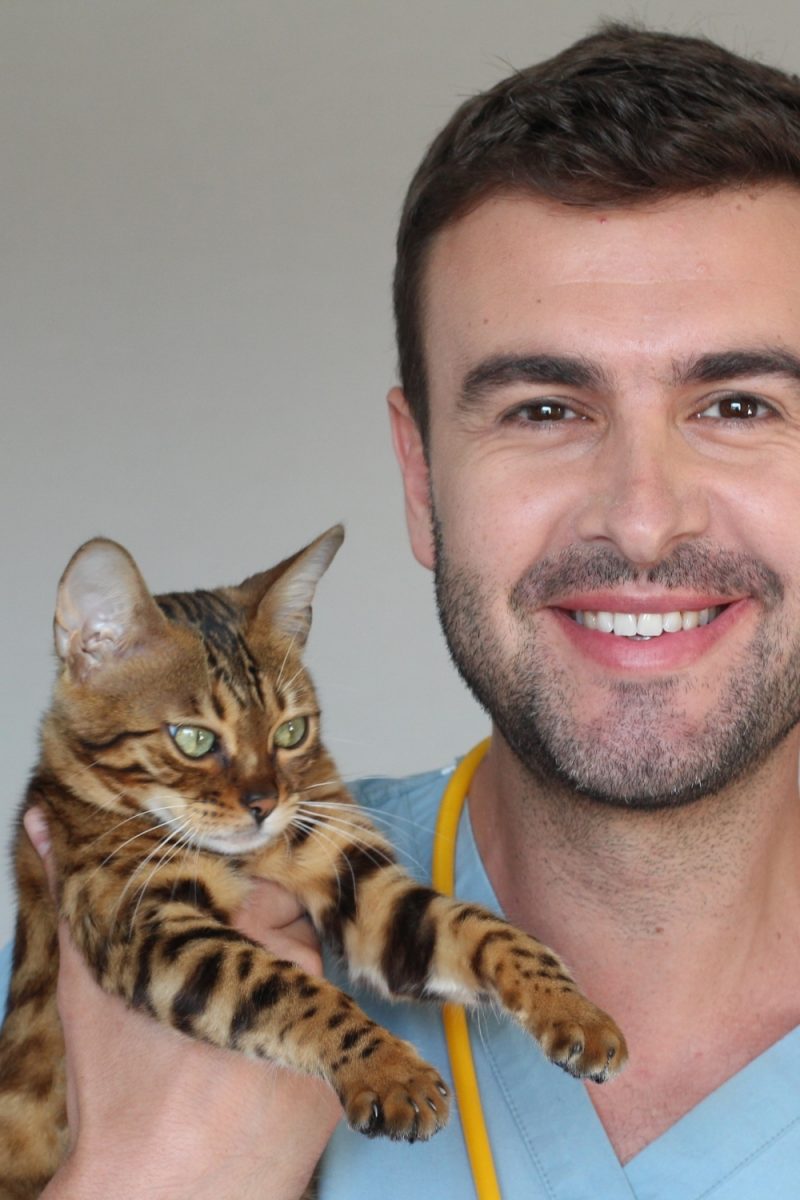 Savannah Cat Lifespan And Factors That Can Affect It
