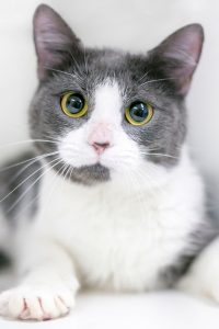 5 Cat Pupils Meaning As Indicators Of Their Mood And Health