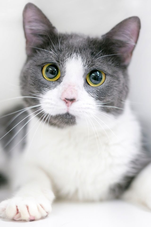 5 Cat Pupils Meaning As Indicators Of Their Mood And Health