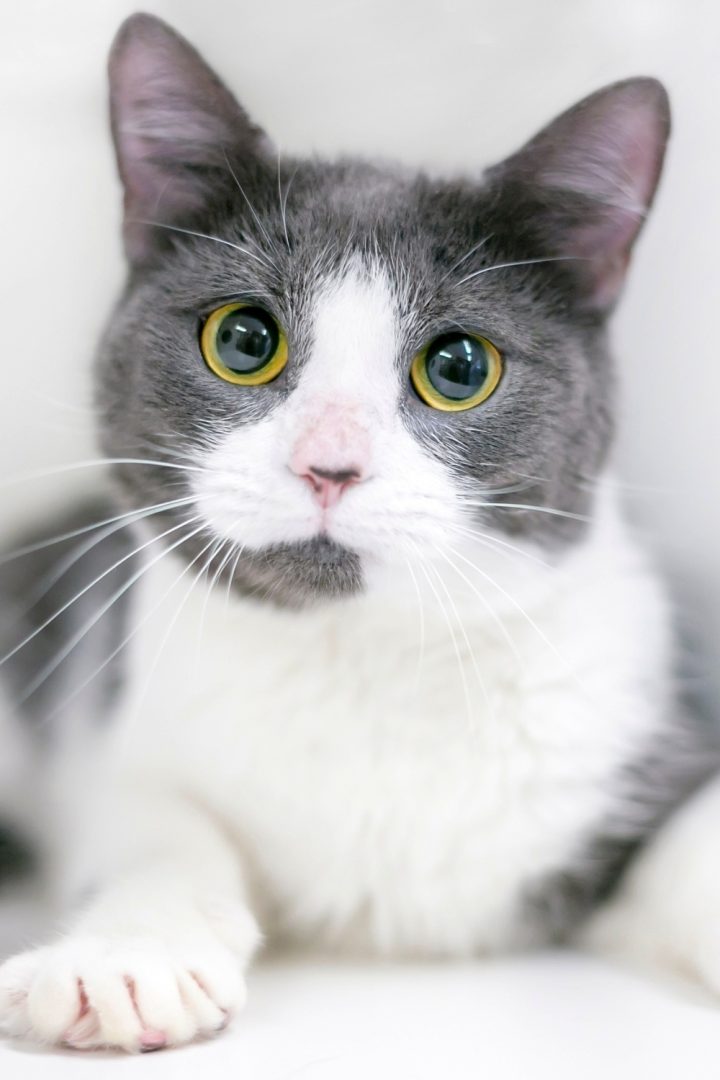 5 Cat Pupils Meaning As Indicators Of Their Mood And Health